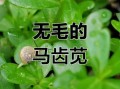 马苋菜图片长什么样_如何辨别真假马苋菜