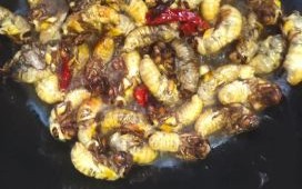 干煸茧蛹怎么做_干煸茧蛹好吃吗