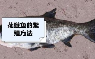 花鲢鱼刺多吗_花鲢鱼适合宝宝吃吗