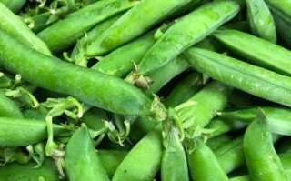 荷兰豆不熟能吃吗_荷兰豆生吃会中毒吗