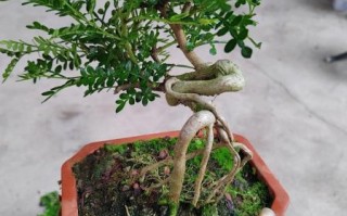 胡椒木盆景怎么养_胡椒木盆景修剪技巧