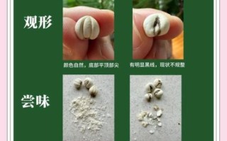 川贝长什么样子_川贝真假辨别方法