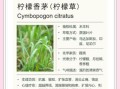 香茅精油怎么用_香茅和柠檬草区别
