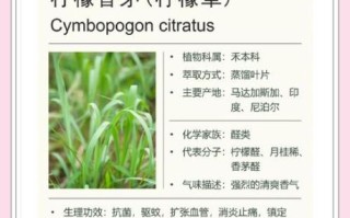 香茅精油怎么用_香茅和柠檬草区别