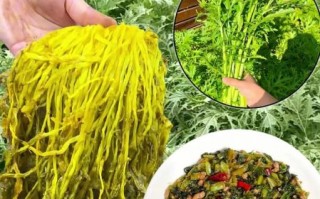 雪里红是什么季节的菜_雪里红几月份上市