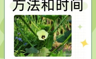 秋葵种子怎么种_秋葵种子种植时间和方法