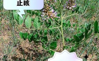 甘草的作用与功效及禁忌_甘草泡水喝的正确方法