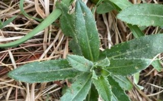 农村野菜有哪些_怎么辨认野生菜图片