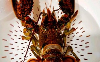 波士顿大龙虾清蒸要多久_清蒸波士顿龙虾做法
