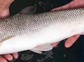银鳕鱼价格多少钱一斤_银鳕鱼为什么这么贵