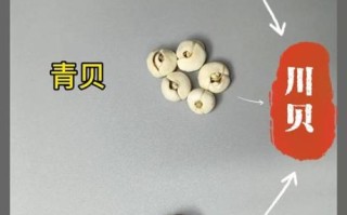 正宗川贝母图片_如何辨别真假川贝母