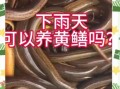 养黄鳝为什么不赚钱_新手养黄鳝失败原因