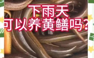 养黄鳝为什么不赚钱_新手养黄鳝失败原因