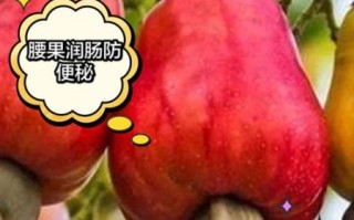 腰果的功效与作用每天吃多少_吃腰果会上火吗