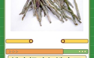 铁皮枫斗怎么吃_铁皮枫斗的吃法与禁忌