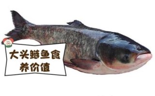 鲢怎么读_鲢鱼拼音是什么