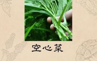 蕹菜的功效与作用禁忌_什么人不能吃蕹菜