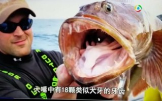 蛇鳕鱼是什么鱼_蛇鳕鱼图片长什么样