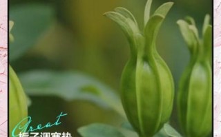 栀子泡水喝的功效与作用_栀子能治哪些病