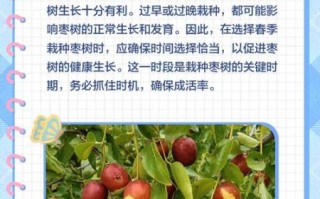 枣树什么时候移栽最好_枣树移栽最佳季节