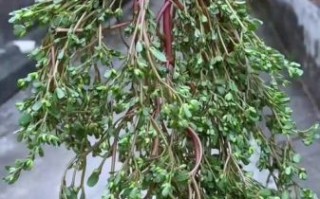 马子菜图片长什么样_马子菜的功效与作用有哪些