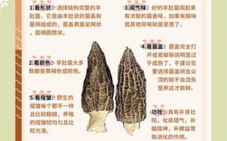 羊肚菌菌种哪里有卖_如何挑选优质菌种