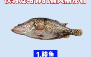 桂鱼嘌呤这么低为什么不能吃_痛风患者能吃桂鱼吗