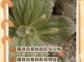 猫耳朵草长什么样_猫耳朵草的功效与作用