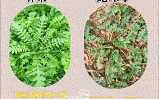 农村常见野菜有哪些_如何安全采摘与食用