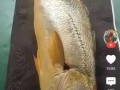大黄鱼最大多少斤_野生大黄鱼重量记录