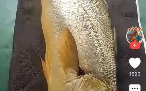 大黄鱼最大多少斤_野生大黄鱼重量记录