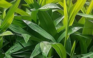 箬叶竹怎么读_箬叶竹和粽叶竹区别