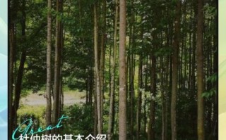 杜仲树有什么药用价值_杜仲树怎么使用效果好