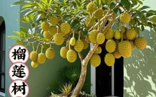 榴莲树怎么种植_榴莲树几年结果