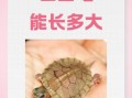 乌龟吃什么长得快_小乌龟多久能长大