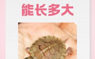 乌龟吃什么长得快_小乌龟多久能长大