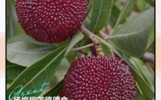 杨梅怎么吃_杨梅不能和什么一起吃