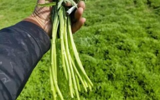 柳蒿芽长什么样_柳蒿芽和茼蒿的区别