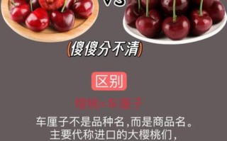 车厘子是樱桃吗_车厘子和樱桃的区别