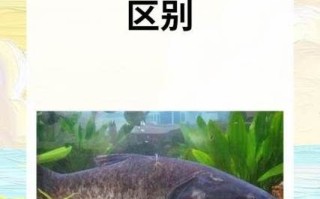 花鲢鱼和白鲢鱼的区别_如何一眼分辨两种鲢鱼