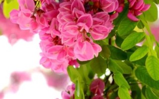 紫槐树花期多久_紫槐树耐寒多少度