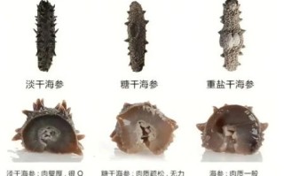 海参怎么繁殖后代_海参繁殖方式有哪些