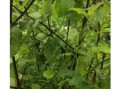 牛膝图片大全_牛膝长什么样