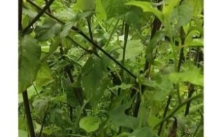 牛膝图片大全_牛膝长什么样 牛膝图片大全_牛膝长什么样
