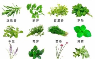 香草图片大全_如何辨别香草种类
