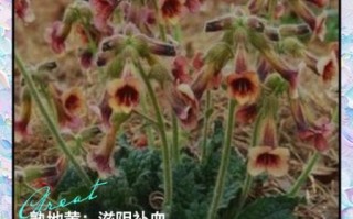 熟地的功效与作用及食用方法_熟地怎么吃效果最好