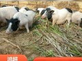 广西巴马香猪图片_哪里买正宗