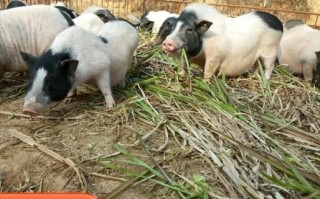 广西巴马香猪图片_哪里买正宗