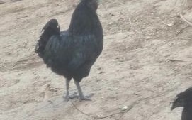 乌骨鸡多少钱一斤_乌骨鸡价格受哪些因素影响