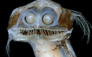 十大恐怖怪鱼有哪些_深海最吓人的鱼长什么样